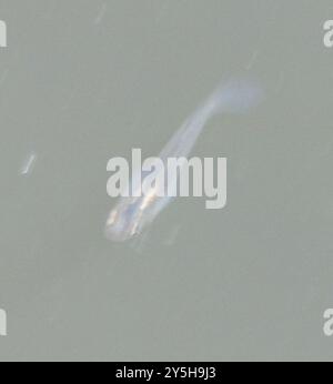 Western Mosquitofish (Gambusia affinis) Actinopterygii Stock Photo - Alamy