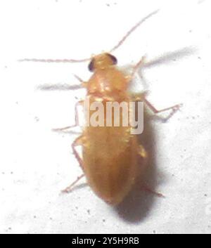 False Flower Beetles (Scraptiidae) Insecta Stock Photo - Alamy