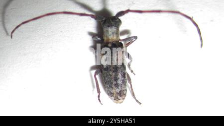 (Eunidia okahandjae) Insecta Stock Photo - Alamy