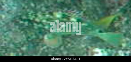 Starry Grouper (Epinephelus labriformis) Actinopterygii Stock Photo - Alamy