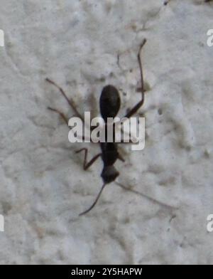 Broad-headed Bugs (Alydidae) Insecta Stock Photo - Alamy