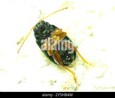 Studded Flea Beetles (Crepidodera), Insecta, Langley Twp, BC, Canada ...