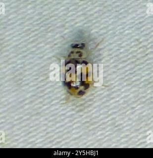 Twenty-spotted Lady Beetle (Psyllobora vigintimaculata Stock Photo - Alamy