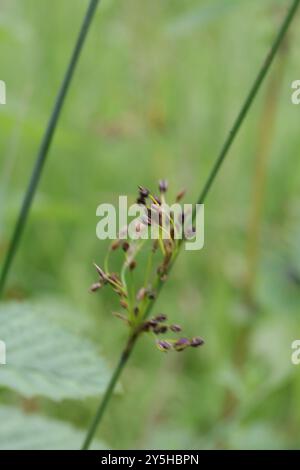 Hard Rush (Juncus inflexus) Plantae Stock Photo - Alamy