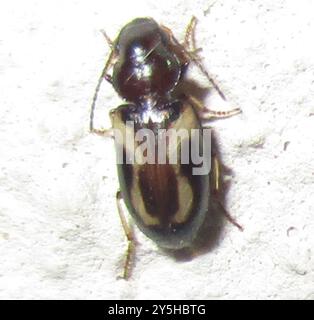 (Amblystomus orpheus) Insecta Stock Photo - Alamy