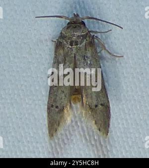 Acorn Moth (Blastobasis glandulella) Insecta Stock Photo - Alamy