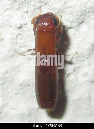 Pinhole Borer Beetles (Platypodinae) Insecta Stock Photo - Alamy