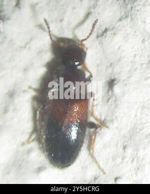 (Hirticomus biplagiatus) Insecta Stock Photo - Alamy