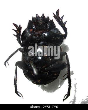 Diurnal Copper Dung Beetle (Kheper nigroaeneus Stock Photo - Alamy