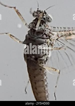 Mayflies (Ephemeroptera) Insecta Stock Photo - Alamy