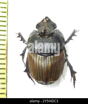(Phalops wittei) Insecta Stock Photo - Alamy