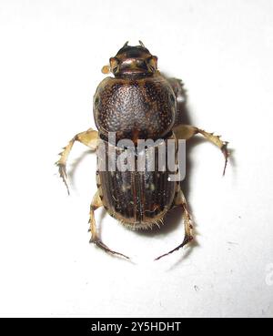 Northern Sandy Dung Beetle (Euoniticellus intermedius) Insecta Stock ...
