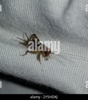 Small Ground Crickets (Neonemobius) Insecta Stock Photo - Alamy