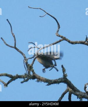 Pygmy Nuthatch (Sitta pygmaea) Aves Stock Photo - Alamy