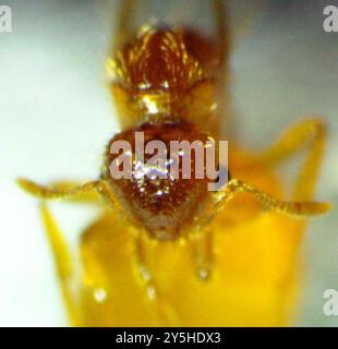 Carolina Thief Ant (Solenopsis carolinensis Stock Photo - Alamy