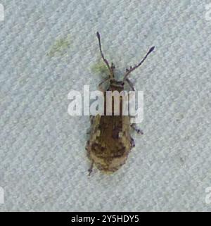 Peach Root Weevil (Pseudoedophrys hilleri Stock Photo - Alamy