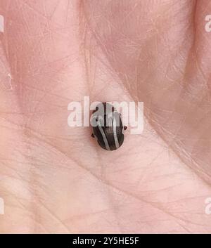 Coreopsis Beetle (Calligrapha californica) Insecta Stock Photo - Alamy