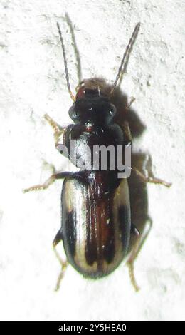 (Amblystomus orpheus) Insecta Stock Photo - Alamy