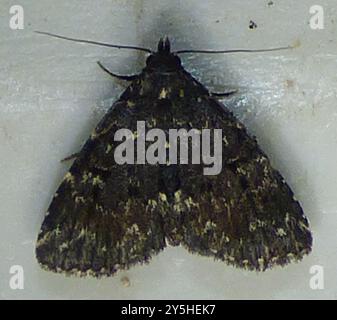 Black Fungus Moth (Metalectra tantillus) Insecta Stock Photo - Alamy