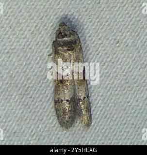 Acorn Moth (Blastobasis glandulella) Insecta Stock Photo - Alamy