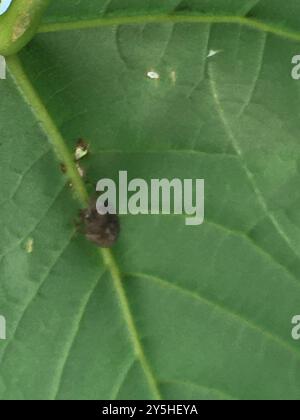 Issid Planthoppers (Issidae) Insecta Stock Photo - Alamy