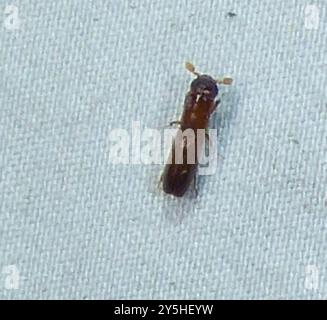 Pinhole Borer Beetles (Platypodinae) Insecta Stock Photo - Alamy