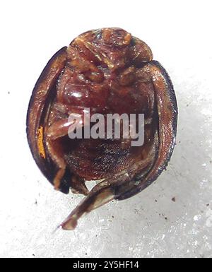 Common Lady Beetles (Coccinellinae) Insecta Stock Photo - Alamy