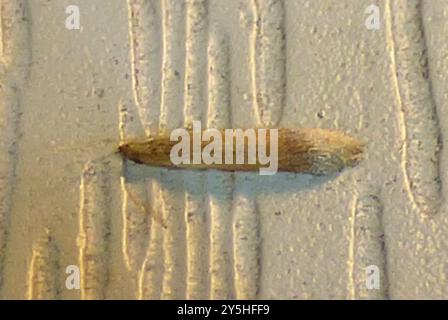 Trumpet Leafminer Moths (Tischeriidae) Insecta Stock Photo - Alamy
