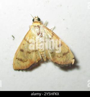 Bean-leaf Webworm Moth (Omiodes indicata) Insecta Stock Photo - Alamy