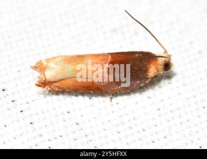 Two-toned Ancylis Moth (Ancylis divisana) Insecta Stock Photo - Alamy