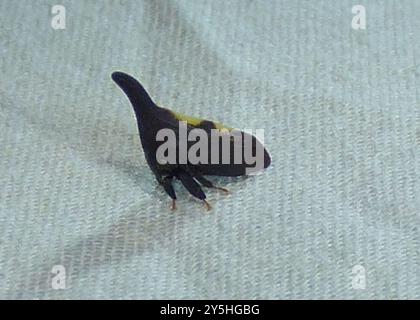 Two-marked Treehopper Complex (Enchenopa binotata) Insecta Stock Photo ...