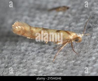 Juniper Seed Moth (Argyresthia alternatella Stock Photo - Alamy