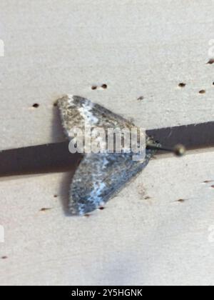 Small Rivulet (Perizoma alchemillata) Insecta Stock Photo - Alamy