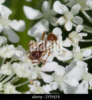 Furrowed Ants (Myrmica) Insecta Stock Photo - Alamy