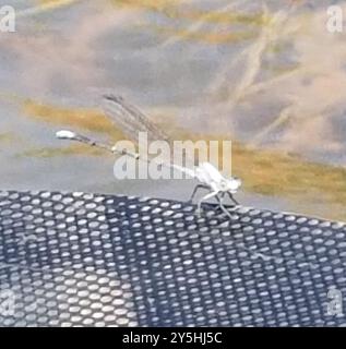 Powdered Dancer (Argia moesta) Insecta Stock Photo - Alamy