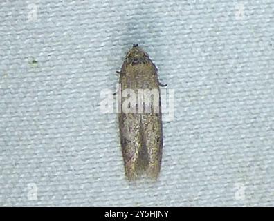 Blastobasid Moths (Blastobasidae) Insecta Stock Photo - Alamy