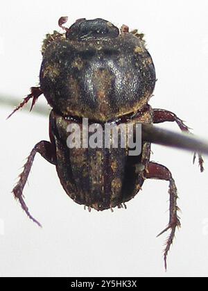 (Latodrepanus laticollis) Insecta Stock Photo - Alamy