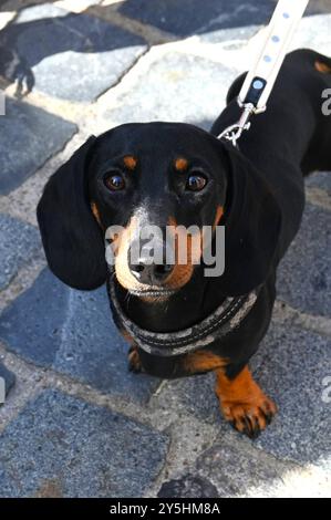 2 shorthaired Dachshunds Stock Photo - Alamy