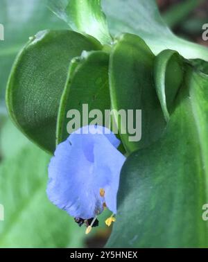 Virginia Dayflower (Commelina virginica) Plantae Stock Photo - Alamy