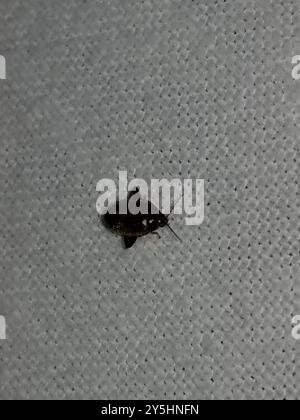 Red-legged Marsh Beetle (Scirtes tibialis) Insecta Stock Photo - Alamy