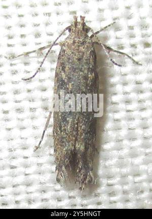 Twirler Moths (Gelechiidae) Insecta Stock Photo - Alamy