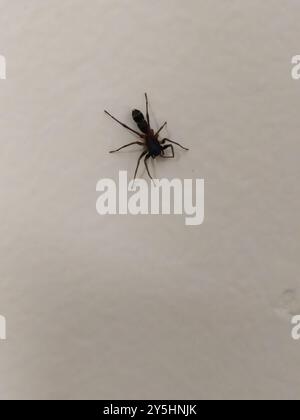 Ground and Ant-mimic Sac Spiders (Corinnidae) Arachnida Stock Photo - Alamy