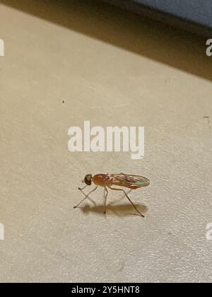 Compost Fly (Ptecticus trivittatus) Insecta Stock Photo - Alamy