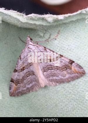 Lesser treble-bar (Aplocera efformata), Moth on wood, top view, Gers ...