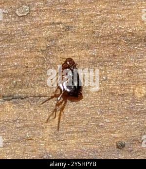 Fleas (Siphonaptera) Insecta Stock Photo - Alamy