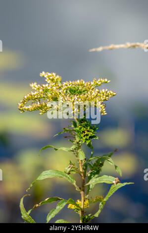 nun midge (Asphondylia monacha), Insecta, Archbald, PA, USA, on s ...