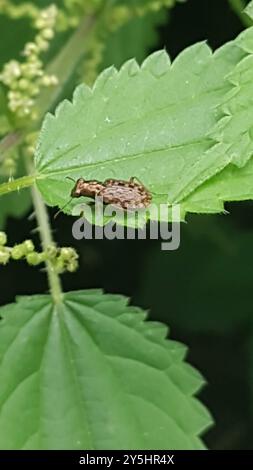 Marsh Ground Beetles (Elaphrus) Insecta Stock Photo - Alamy