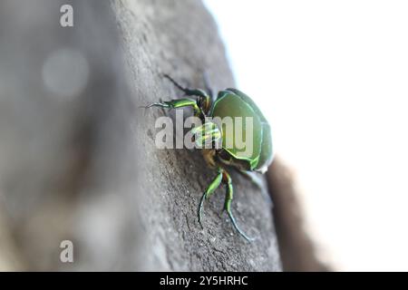 Figeater Beetle (Cotinis mutabilis) Insecta Stock Photo - Alamy