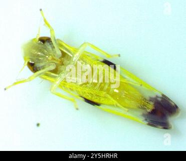 Three-banded Leafhopper (Erythroneura tricincta Stock Photo - Alamy