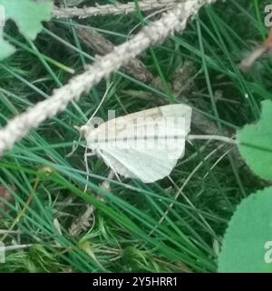 The Northern Spinach (Eulithis populata) Insecta Stock Photo - Alamy
